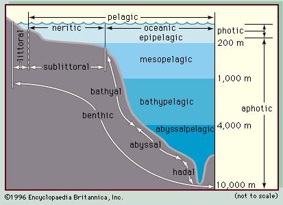 Zona Laut Intertidal, Pelagis, Bentos dan Abisal - Guru Geografi