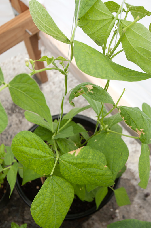 Bush Beans ~ Adventures in Gardening Pohnpei, Micronesia