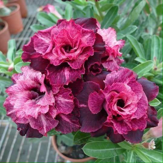 JENIS-JENIS ADENIUM