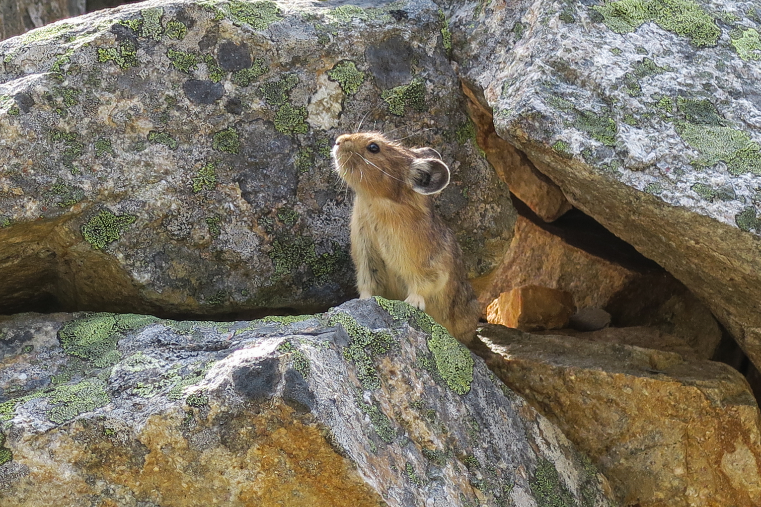 A Map and a Mustang: Marvelous marmots