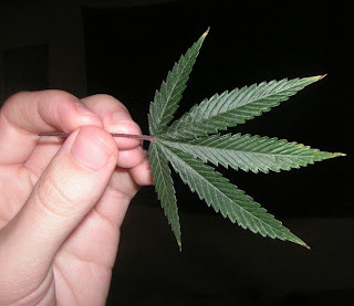 El Blog de la Cannabis Sativa (Tetrahydrocannabinol C21-H30-O2): La ...