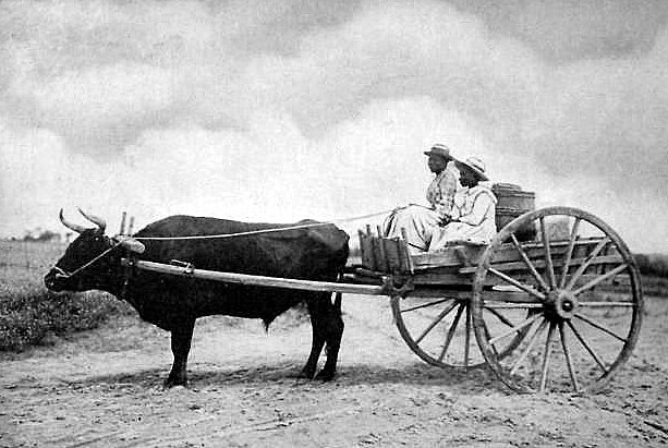 storybrookeripples: ox and dog blog: Single Ox Training: Gee and Haw