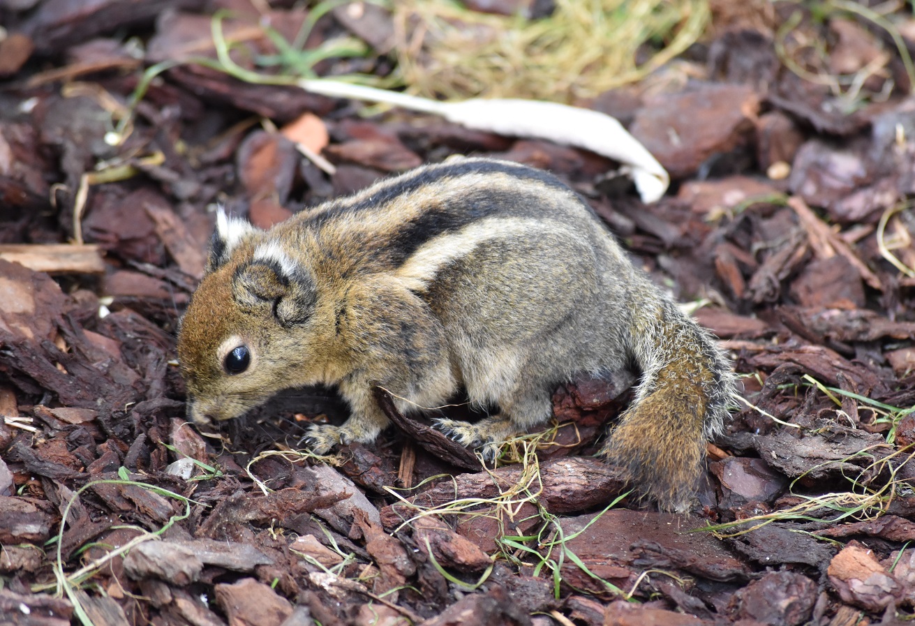 ZOOTOGRAFIANDO (6.096 ANIMALS): ARDILLA RAYADA DE SWINHOE / SWINHOE´S ...