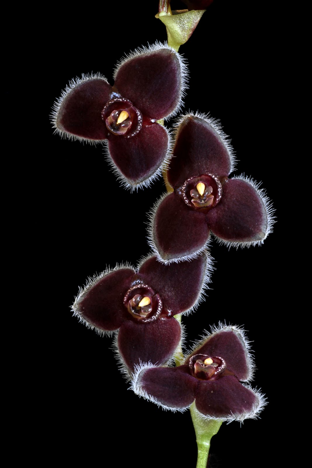 Orchids in Bloom: Stelis ciliolata