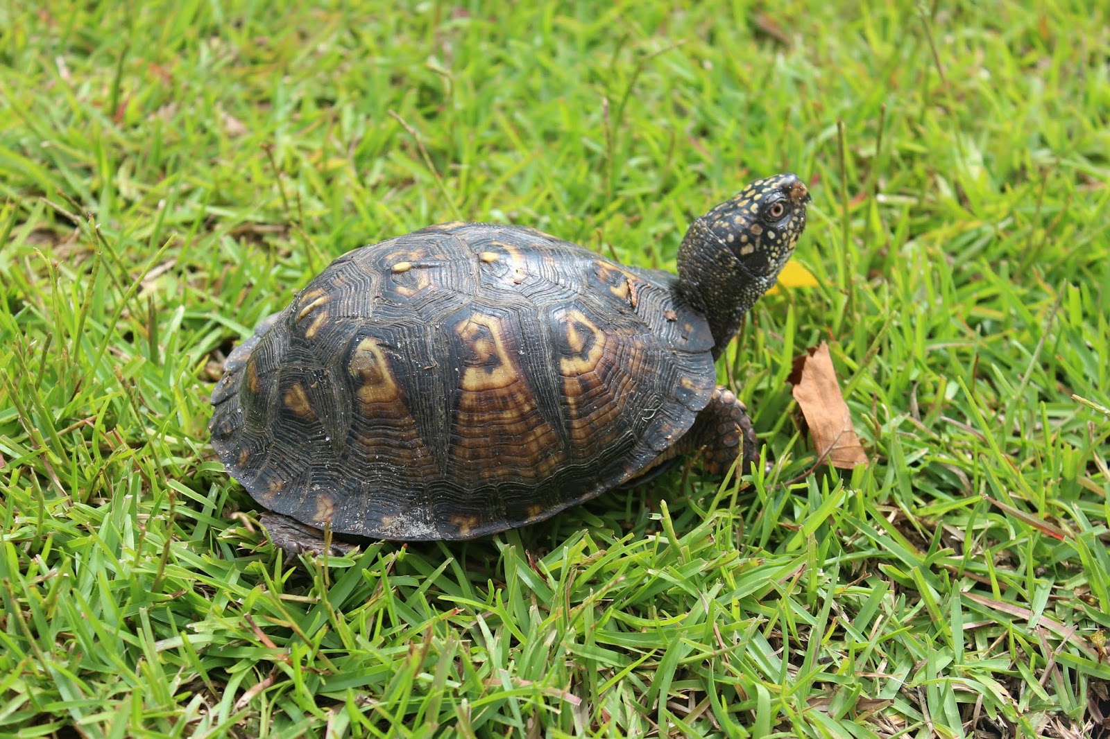Tales from The Raspberry Rabbits: Hello July - Rabbit, Rabbit, Rabbit