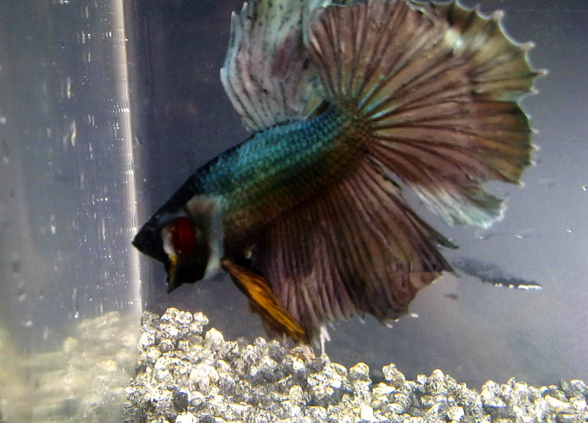 GANZO GAMES EXTENDED (PC Games RM5 & Betta Fish): BETTA HALFMOON (MID ...