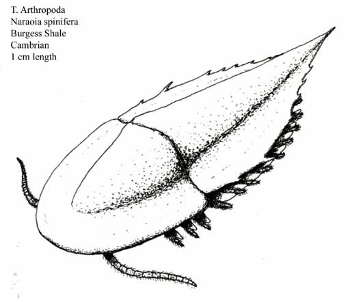 Life Before the Dinosaurs: Naraoia.