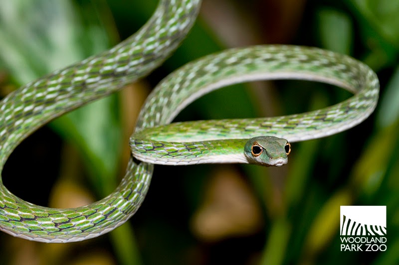 Baby Vine Snake
