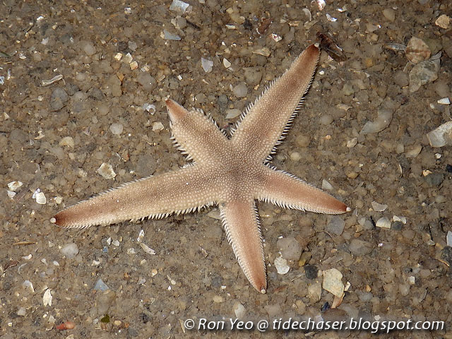 tHE tiDE cHAsER: Sea Stars (Phylum Echinodermata: Class Asteroidea) of ...