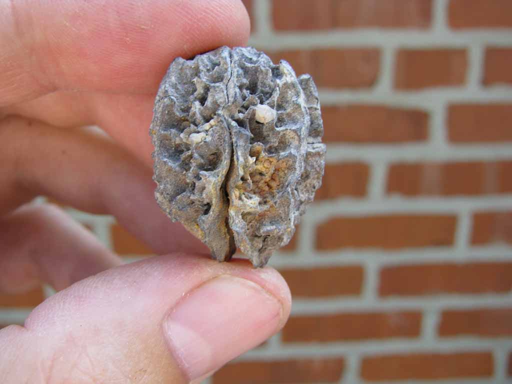 Nut, seed ? - Page 2 - Fossil ID - The Fossil Forum