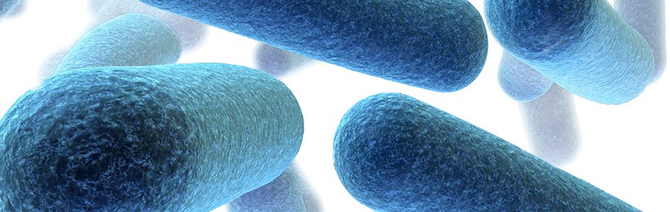 4 Cara Reproduksi Bakteri - Biologi Edukasi: Belajar Sains Biologi