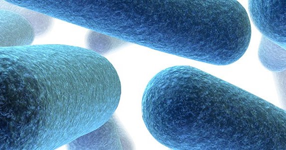 4 Cara Reproduksi Bakteri - Biologi Edukasi: Belajar Sains Biologi