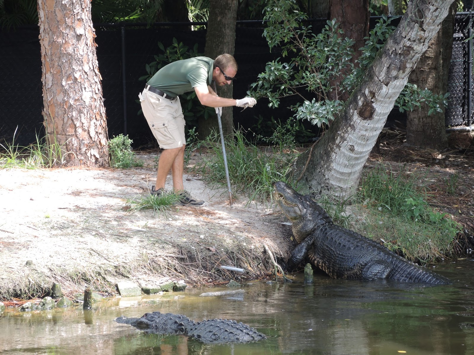 Floridaferie 2013: Alligator og stand