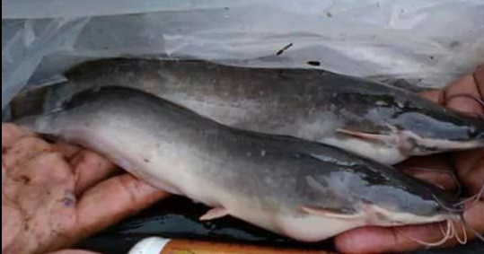 Cara Mengatasi Hama dan Penyakit Ikan Lele | Cara beternak Lele