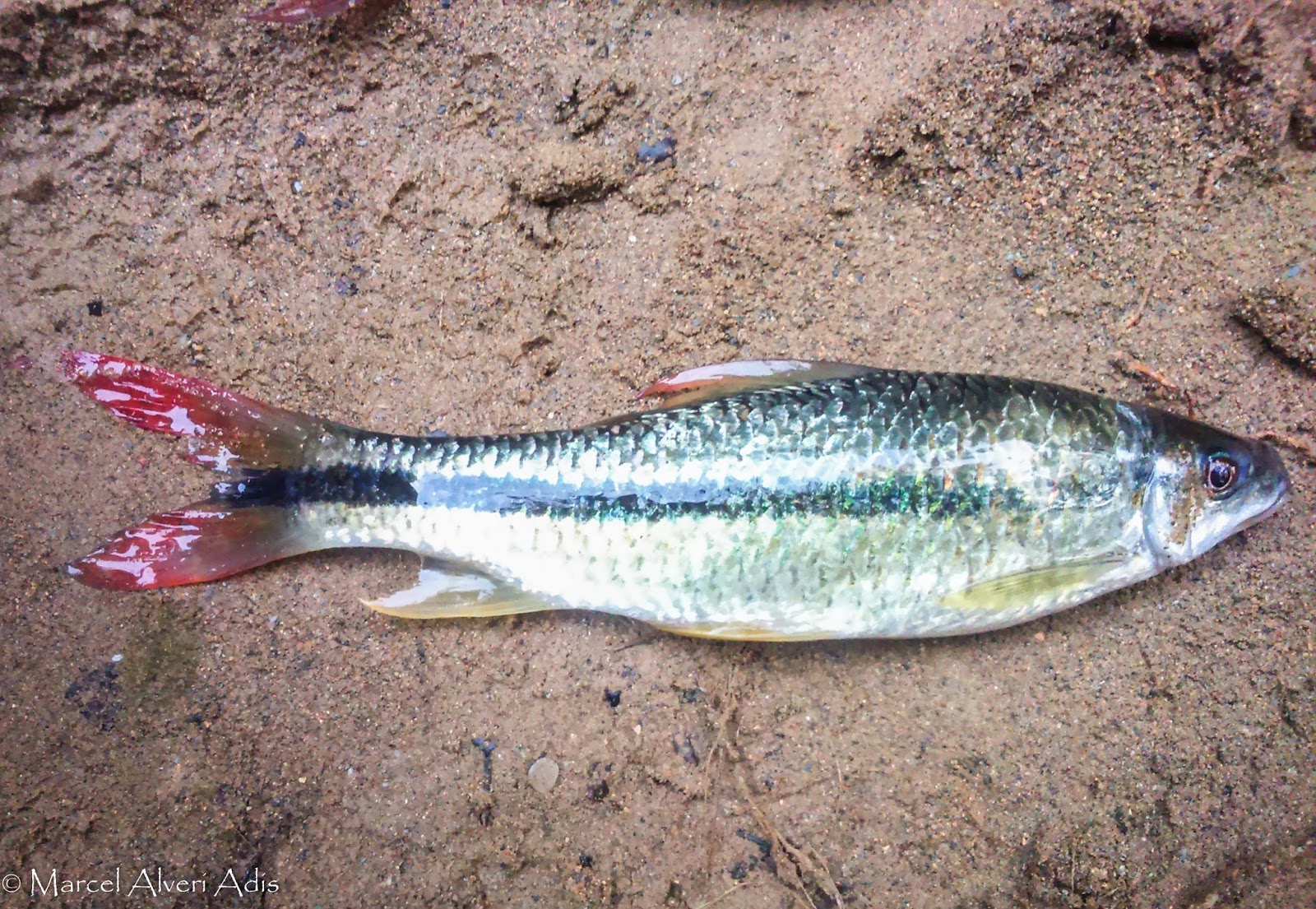 Osteochilus waandersii (Bleeker, 1853) – Waandersii Hard-lipped Barb ...