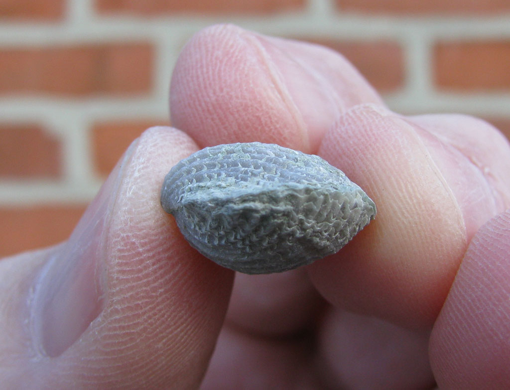 Views of the Mahantango: Atrypa tennesseensis brachiopod from Tennessee