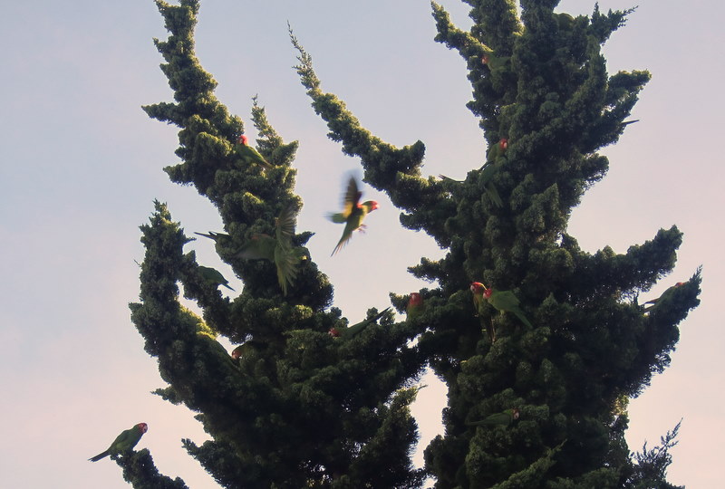 Jane Says: Walking to Coit Tower and the Parrots of Telegraph Hill