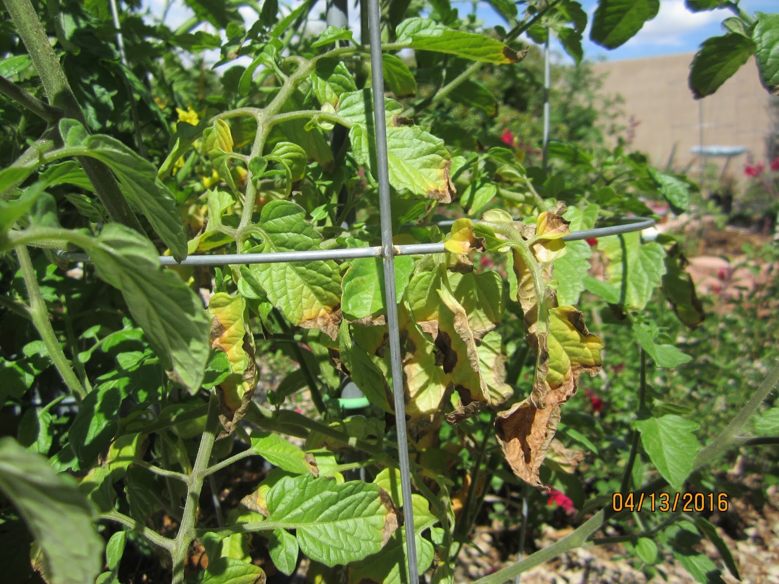 Container Tomato Problems