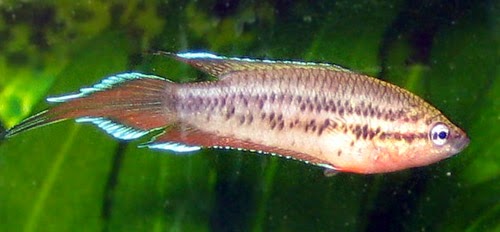 Macropodus Cupanus Dayi ~ Akvaryum Dünyası