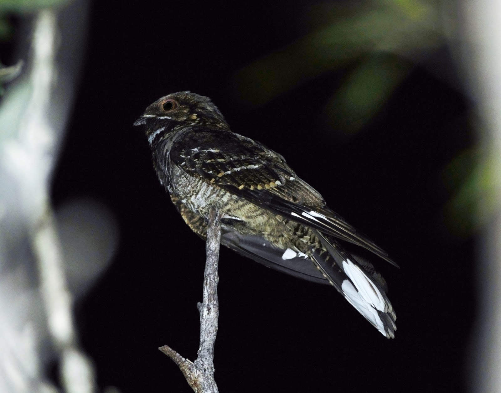 sunshinecoastbirds: Large-tailed Nightjar & Rainbow Beach