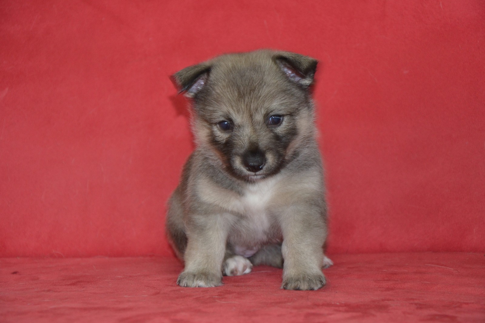 Keltaruusun länsigöötanmaan pystykorvat