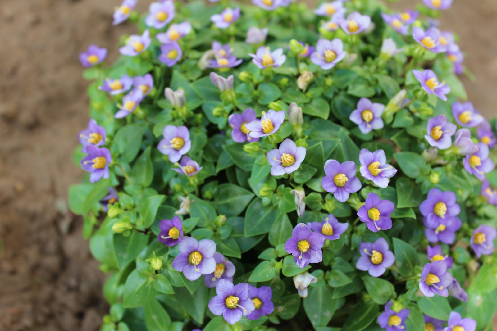 Perfumes y luces de Extremadura: Exacum offine. Violeta persa o alemana ...