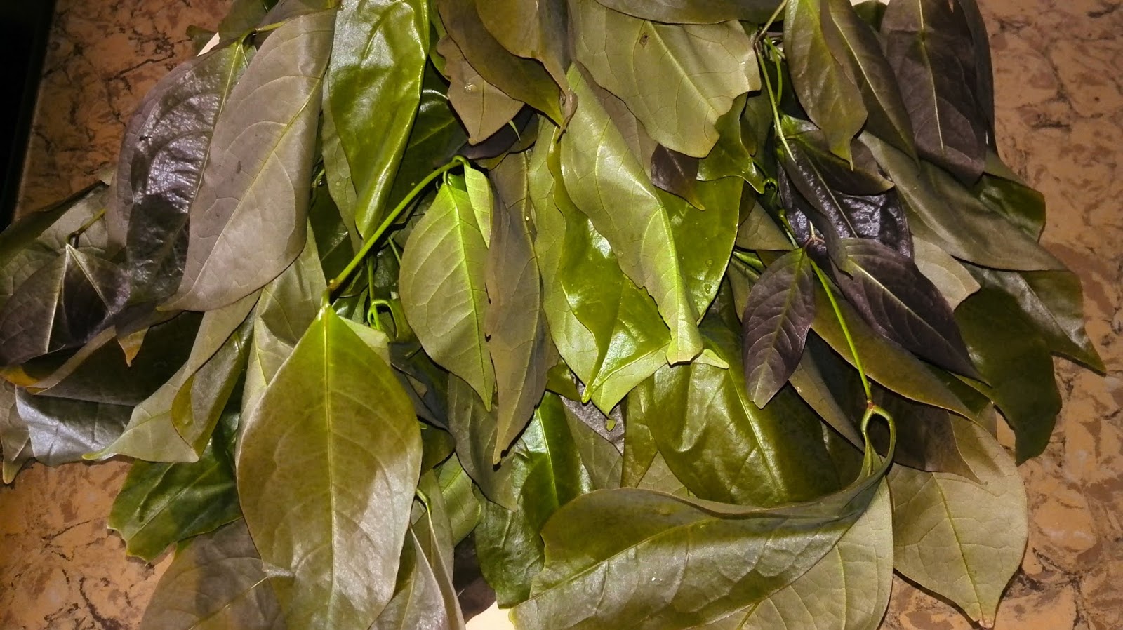 namakucella: ULAM PUCUK GENUAK a.k.a KERDAS