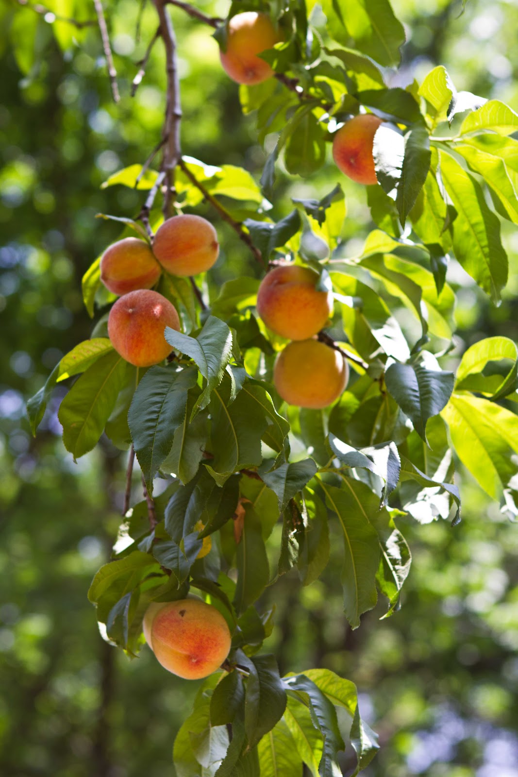 Haystacks & Champagne: Best & Easy Southern Peach Cobbler