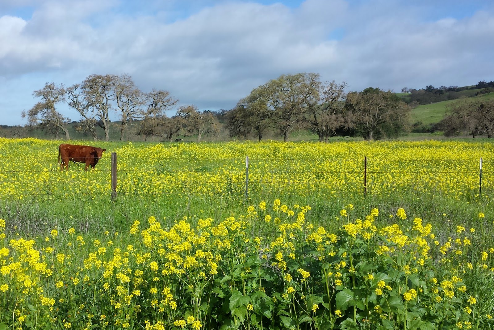 Joyous Lessons: Nature Study Outing :: First Wildflowers and Early-Leafers