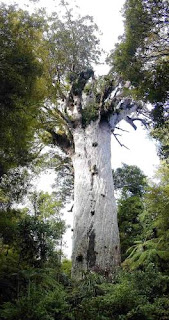 Luna Light Love: Tribute to Trees