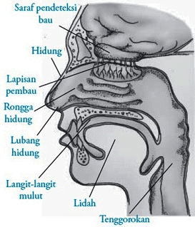 Indra Pembau Dan Peraba Beserta Fungsinya - Biologisites