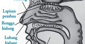 Indra Pembau Dan Peraba Beserta Fungsinya - Biologisites