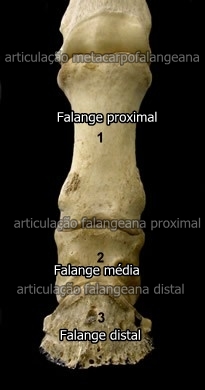Curso de Medicina Veterinária: OSTEOLOGIA DO MEMBRO TORÁCICO