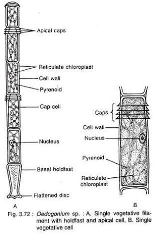 Oedogonium Life Cycle