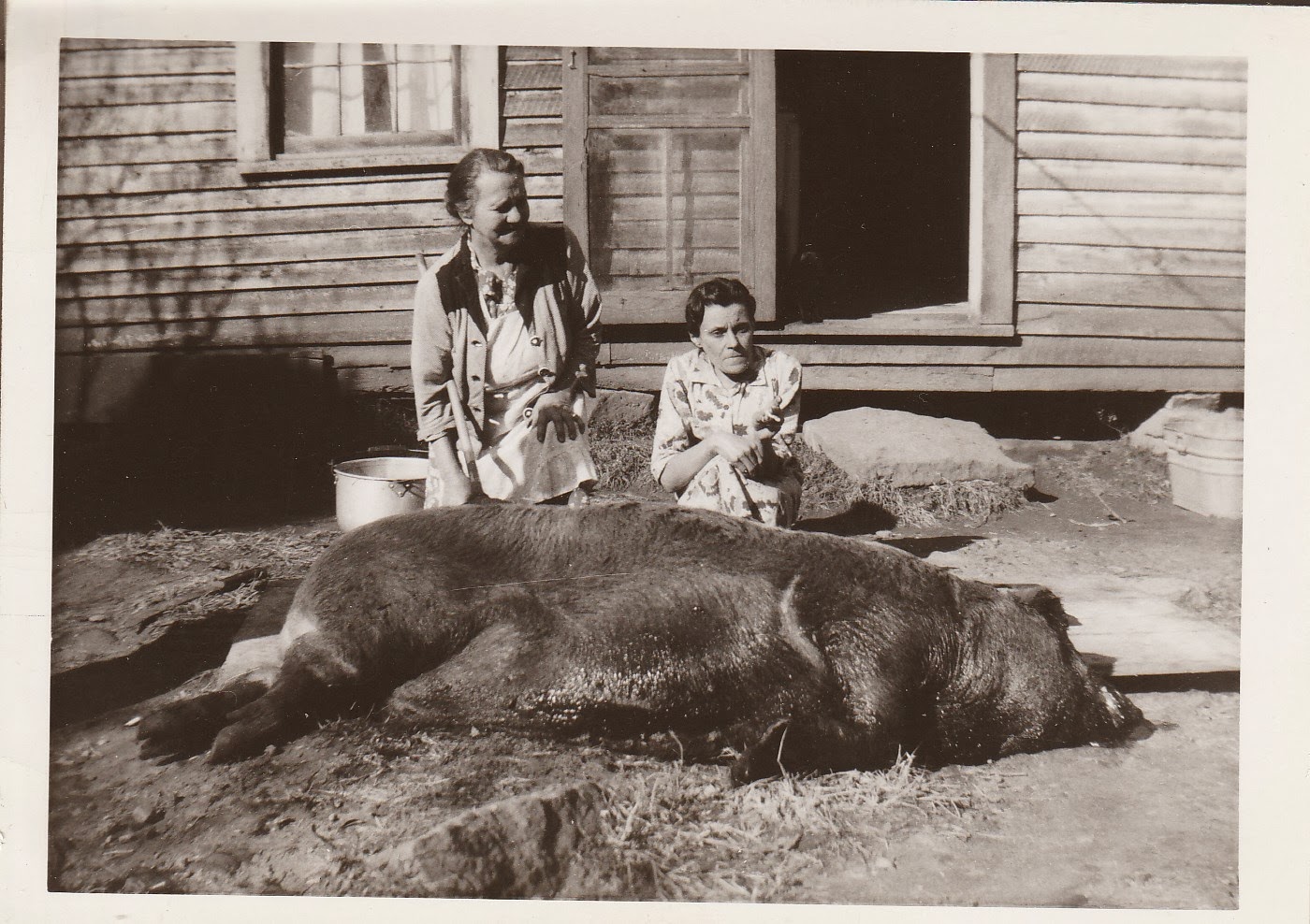 My Appalachian Life: HOG KILLING TIME IN APPALACHIA