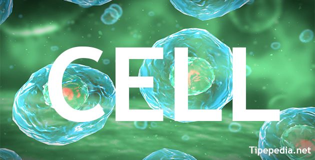 Pengertian Sel Lengkap Dengan Komponen, Struktur, Dan Fungsinya ...