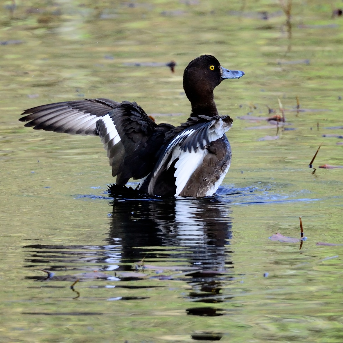 Knuts fugleblogg: Toppand hunn bader