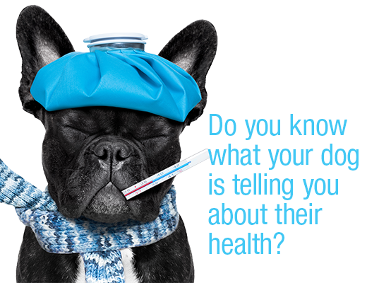 Symptoms To Watch For In Your Dog: What Can Your Dog's Gums And Tongue ...