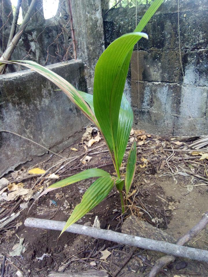 Mag Tree Planting Din Kayo ~ BAHAY KUBO