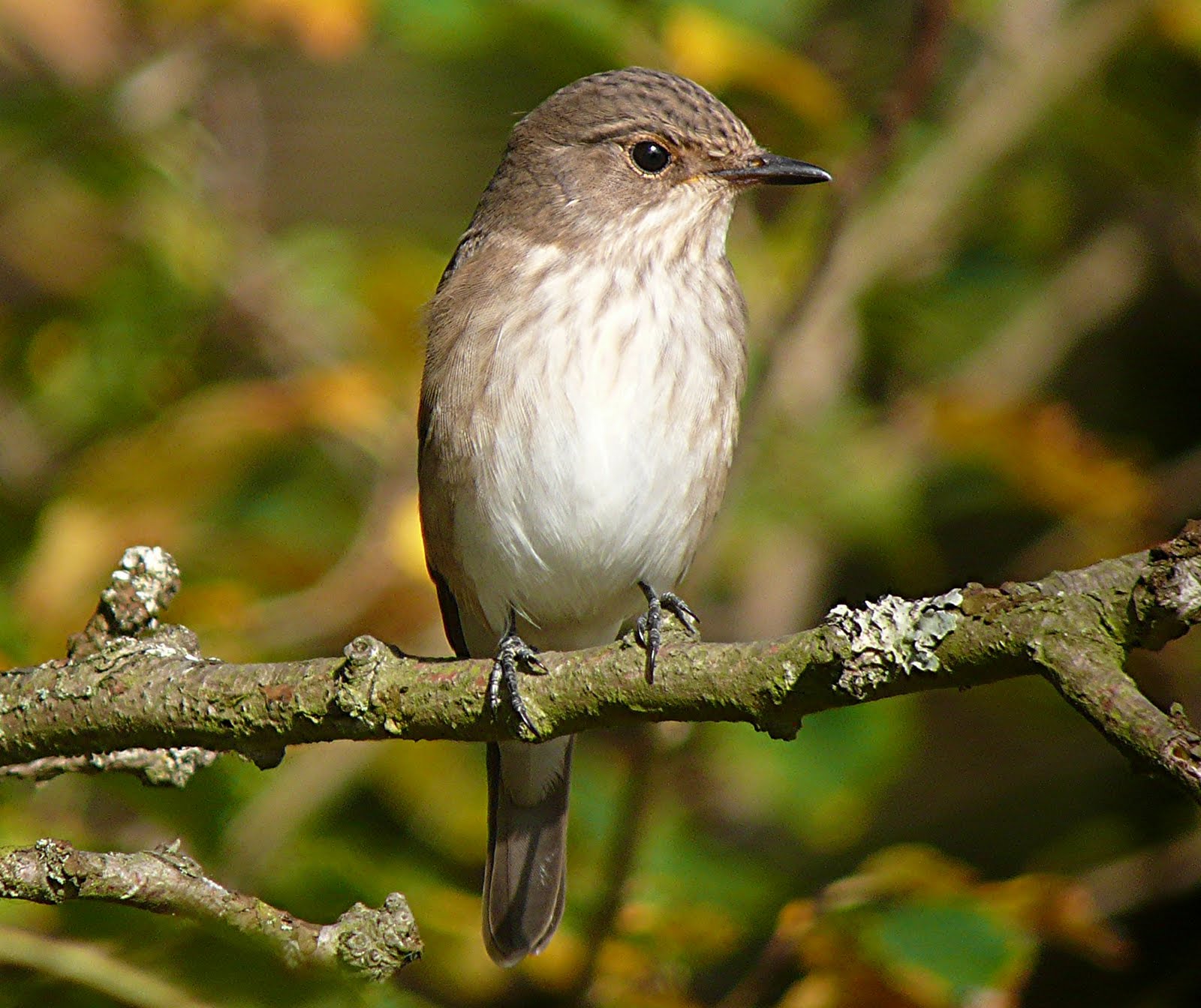 birdphotos: SPOTTED.FLYCATCHER