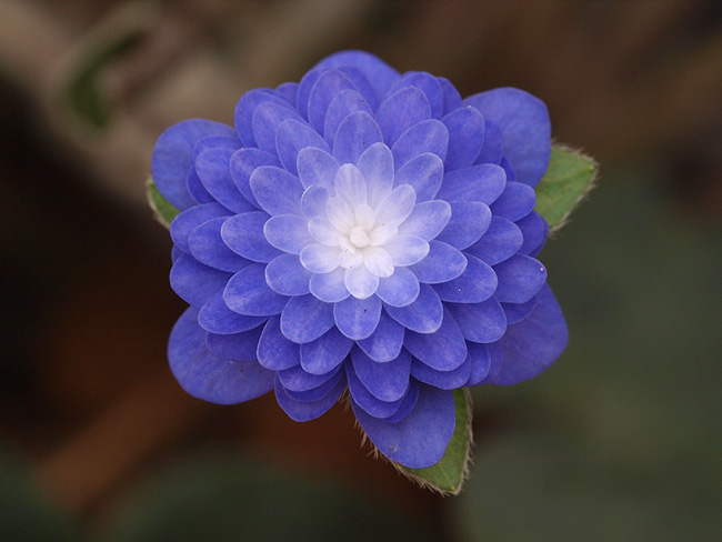 My Amazing Things Blog: Beautiful flowers