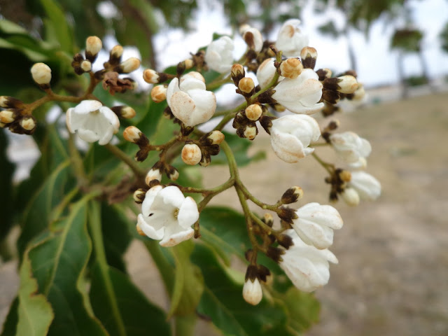 Pau-Branco - Auxemma oncocalyx