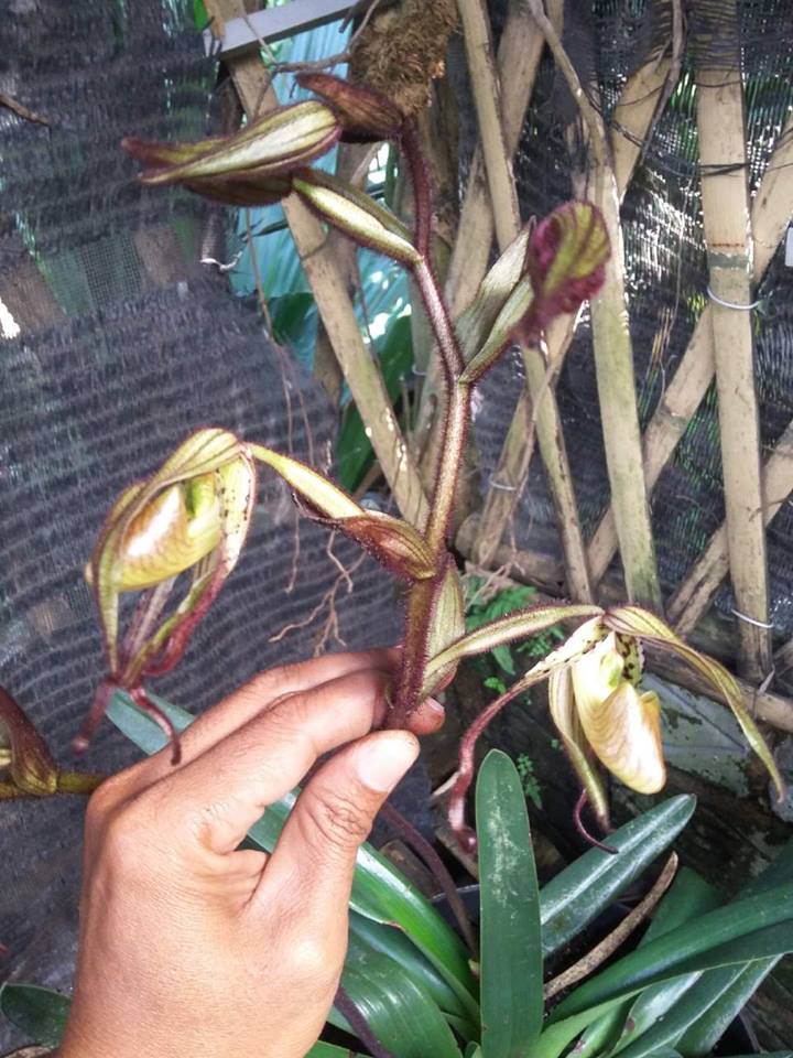 Paph intaniae | Djuwita Nursery