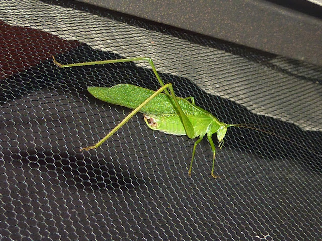 Our Life in Illinois: Insects