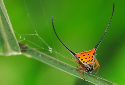 Real Monstrosities: Spiny Orb-weaver Party!