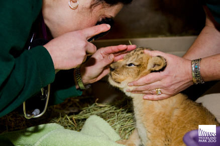 Lion cubs get first health check-up