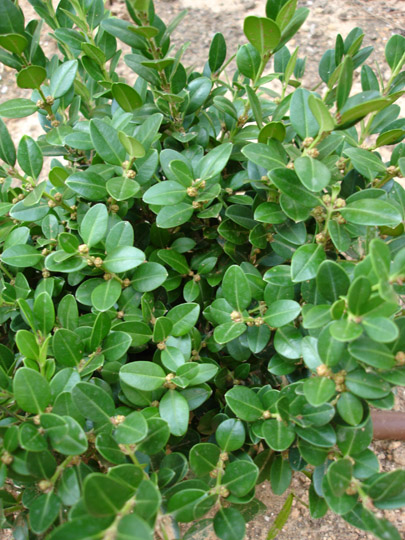 Jardín y planta cultivada: Buxus sempervirens (el boj)