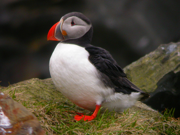 Il mondo del sapere per grandi e piccini: La Pulcinella dai Ciuffi