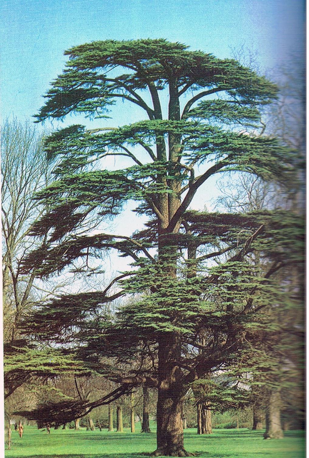 ARBOLESCENCIAS TELÚRICAS: EL C E D R O : SIMBOLIZA EL ARTE Y LA BELLEZA