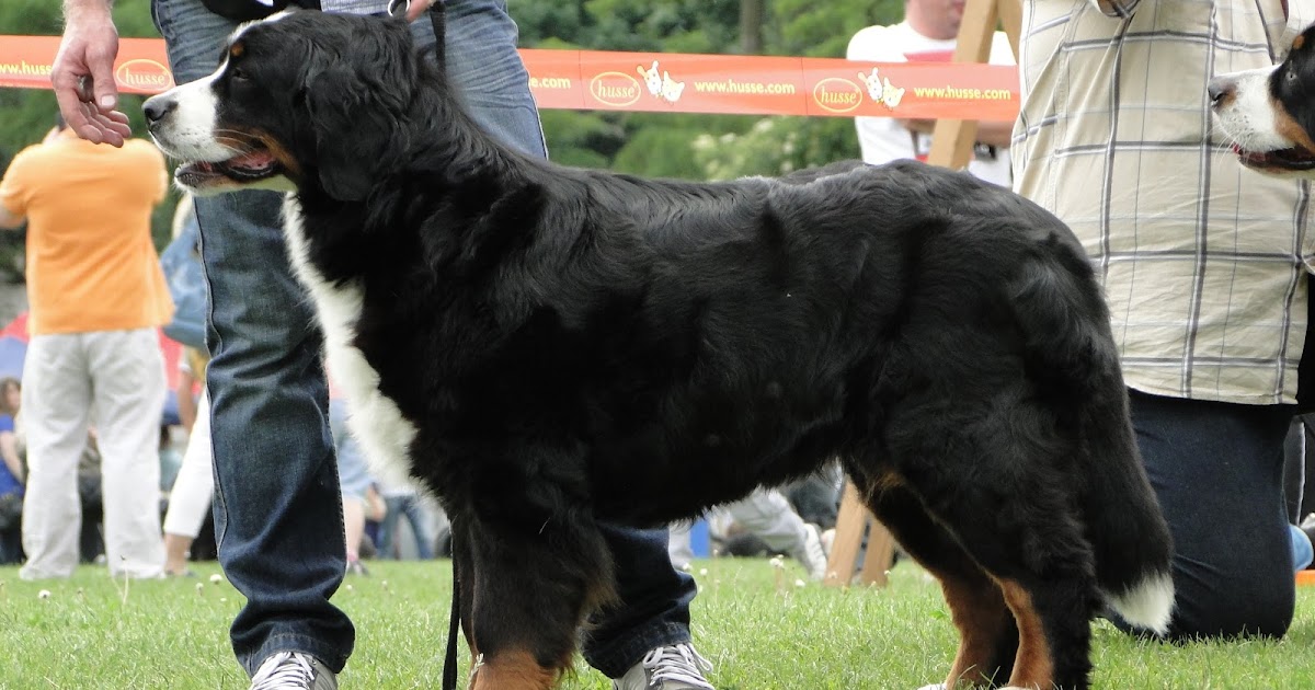 BERNEŃSKI PIES PASTERSKI - OPIS RASY - Hodowla Sesto Senso FCI